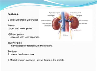 Urinary System lecture | PPT