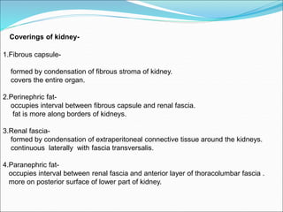 Urinary System lecture | PPT