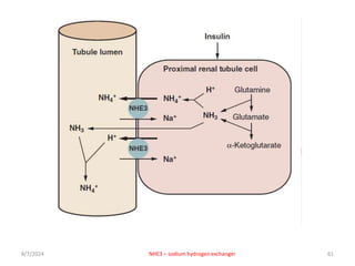 urinary lithiasis etiology , pathogenesis, types of urinary lithiasis .pptx