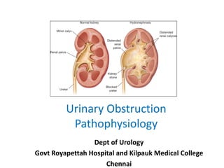 Urinary obstruction pathophysiology | PDF