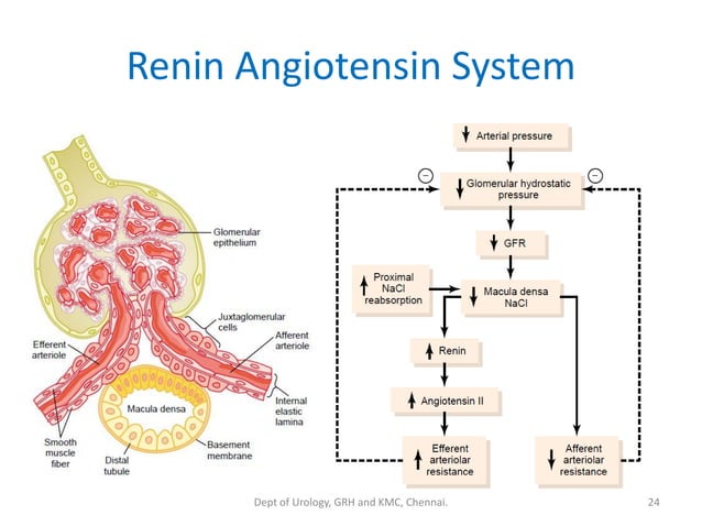 Urinary obstruction pathophysiology | PDF