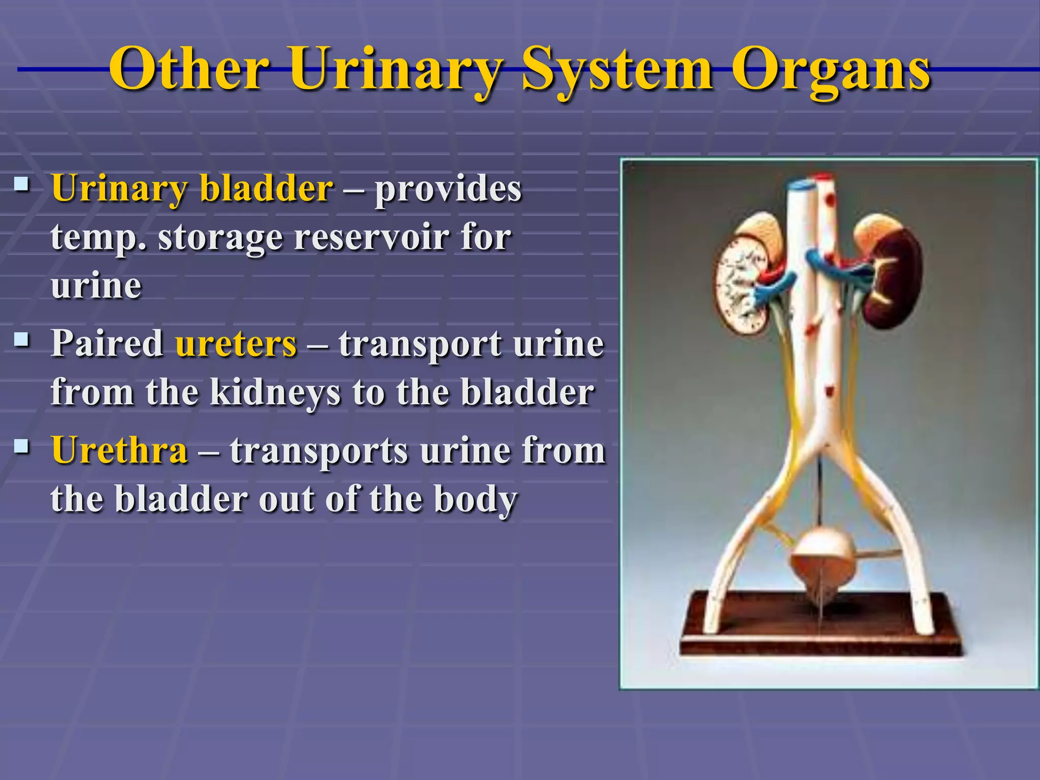 Urinary patho 2014 | PPTX