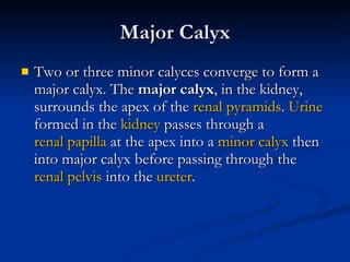 Urinary pathology | PPT