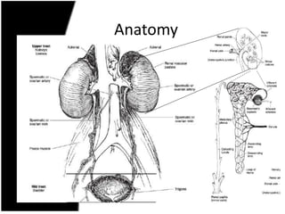 Urinary Stone Management and Infection.pptx