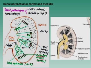 Urinary sy | PPT