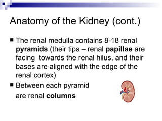 Urinary System by Hana Jakubickova | PPT