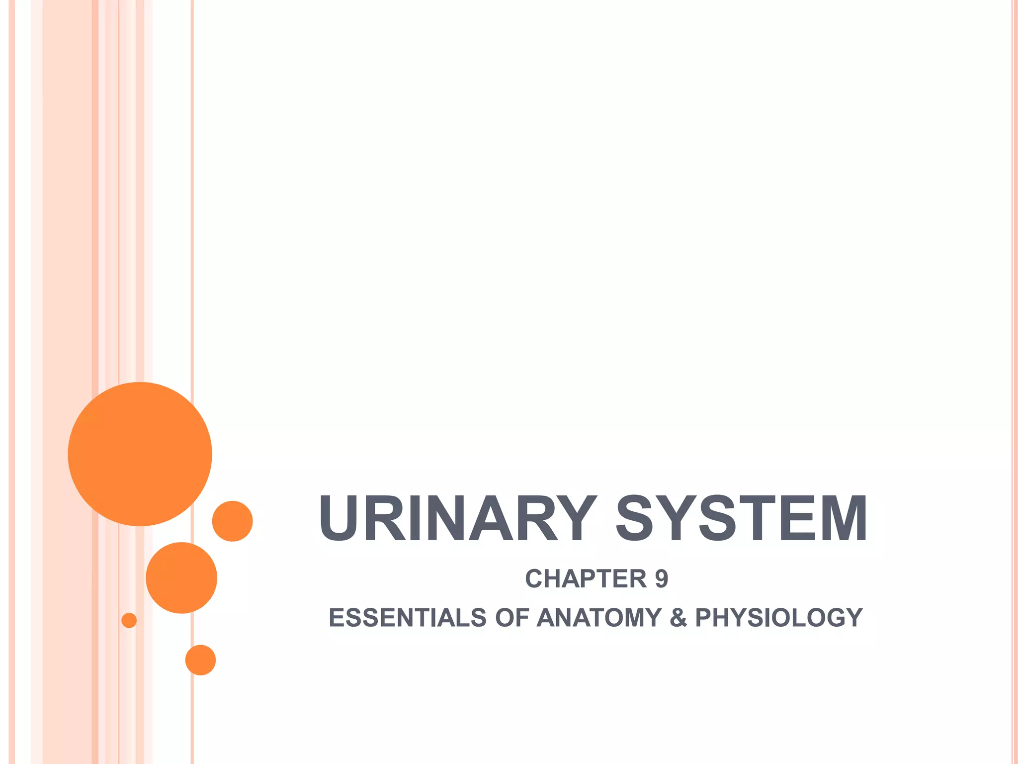 Urinary System | PPT