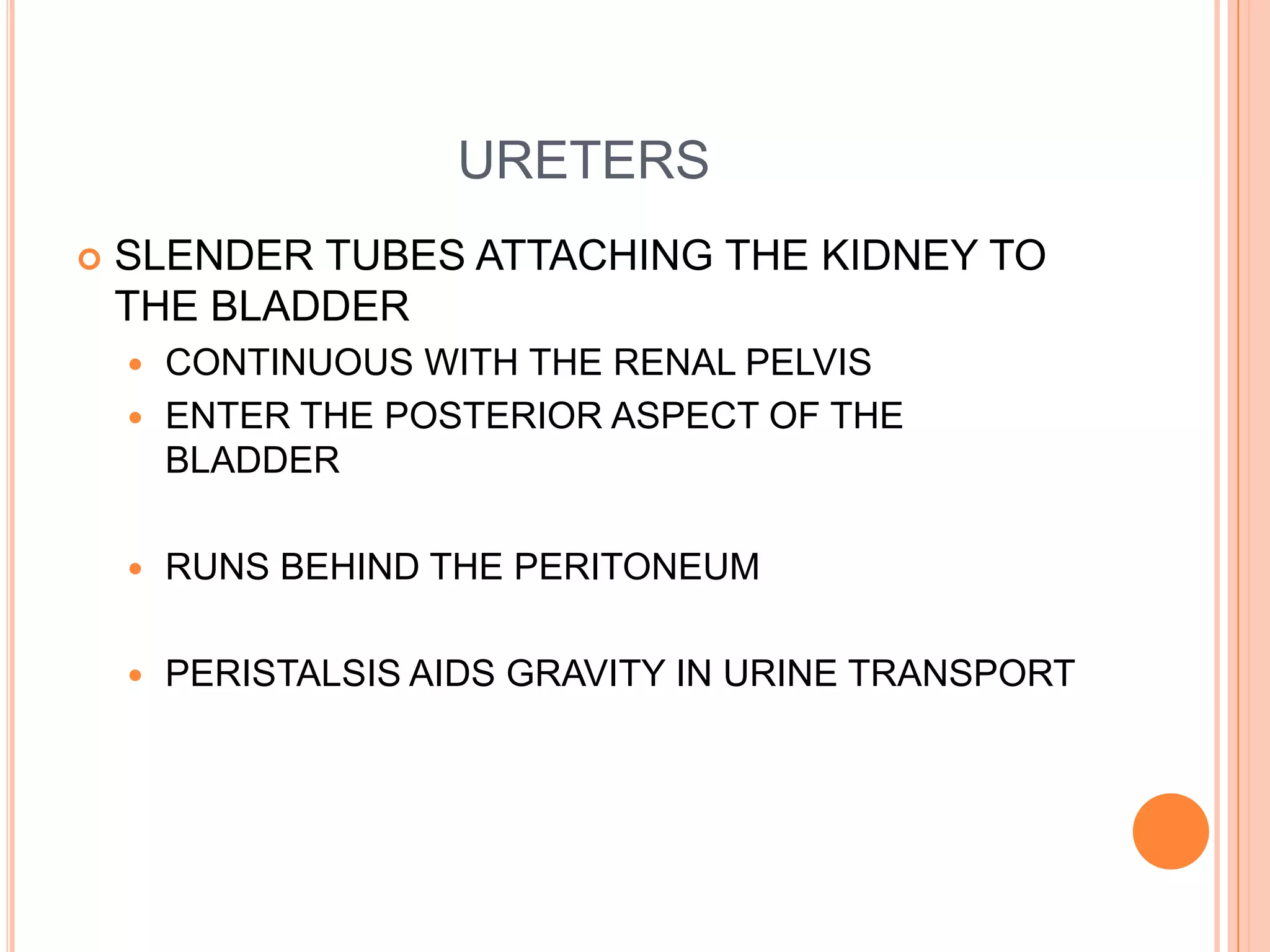 Urinary System | PPTX