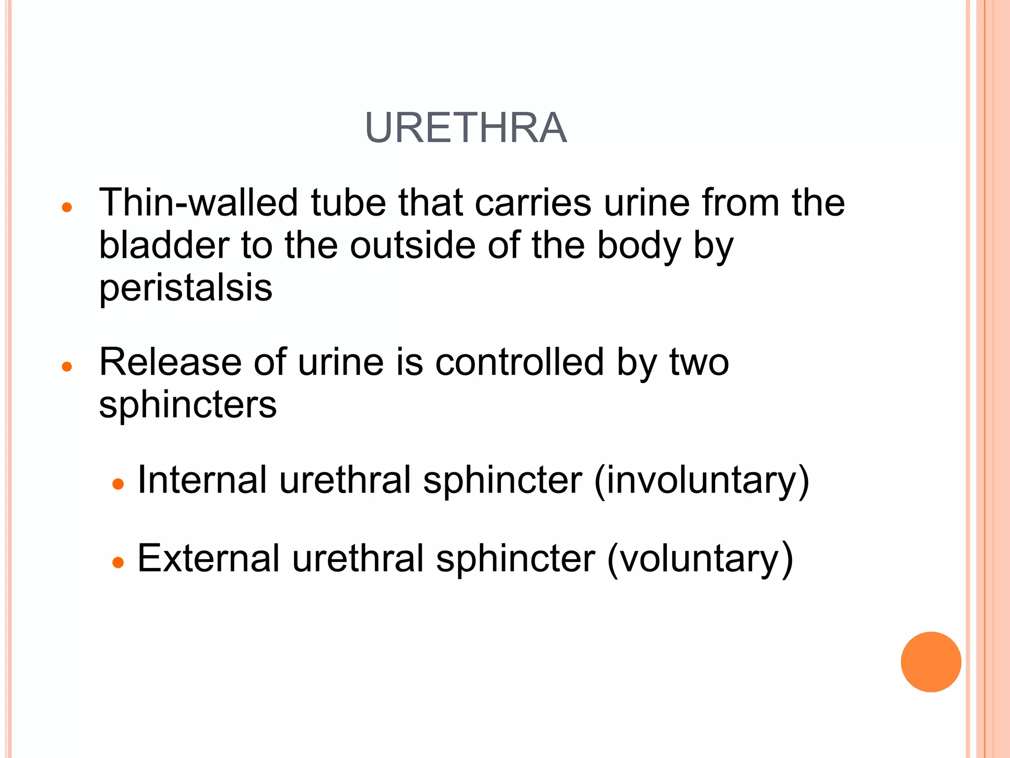 Urinary System | PPTX