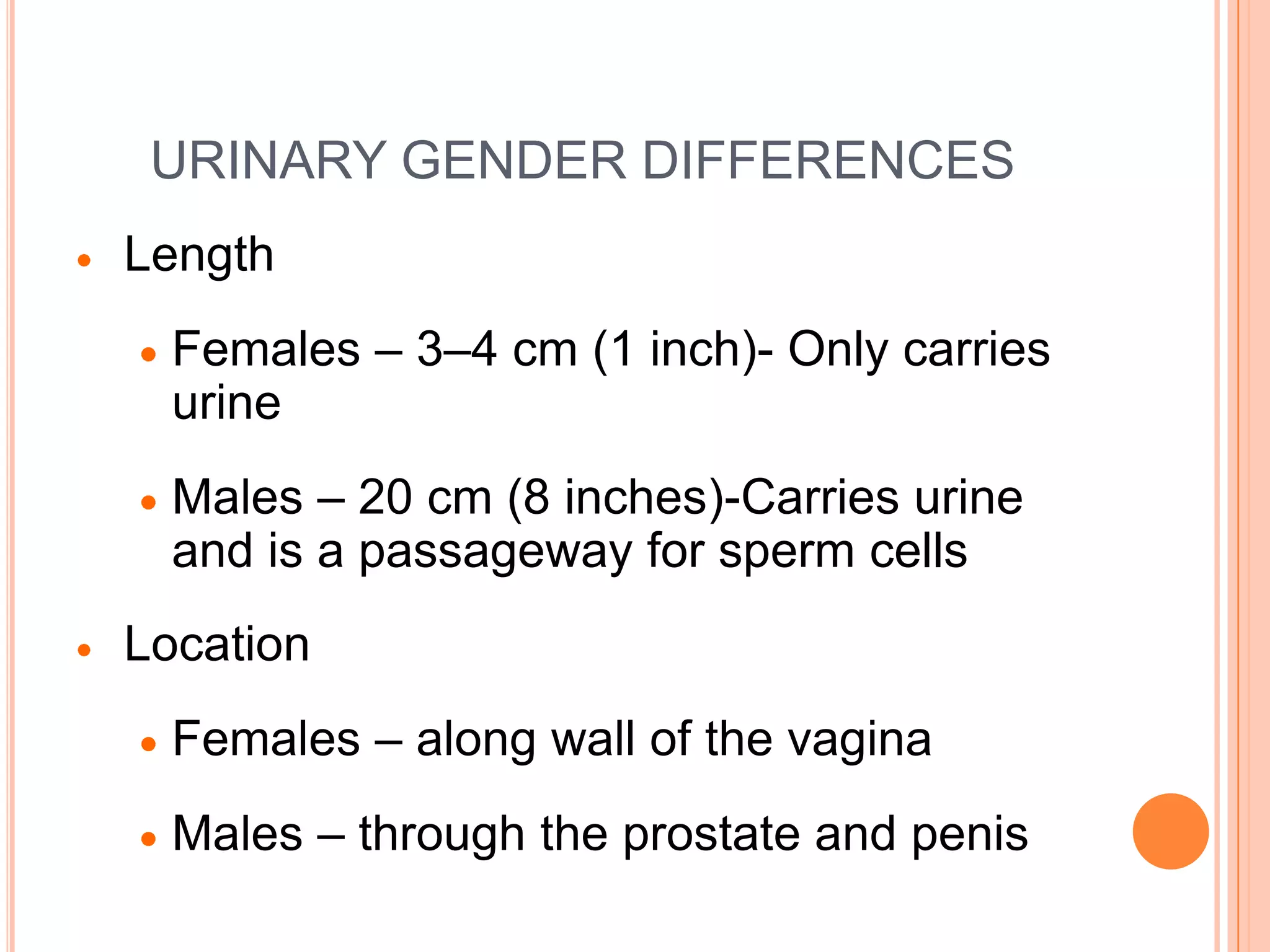 Urinary System | PPTX