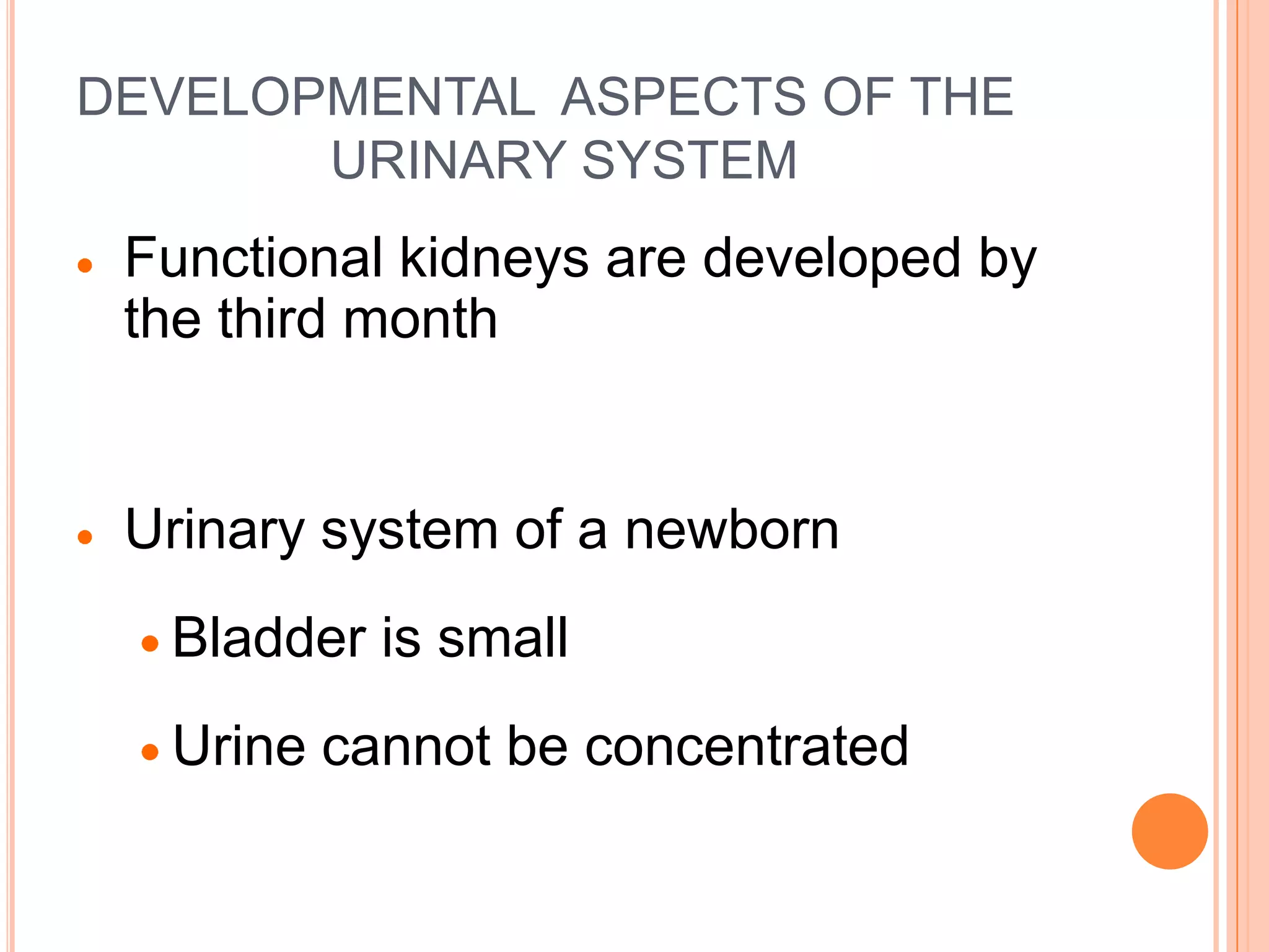Urinary System | PPTX