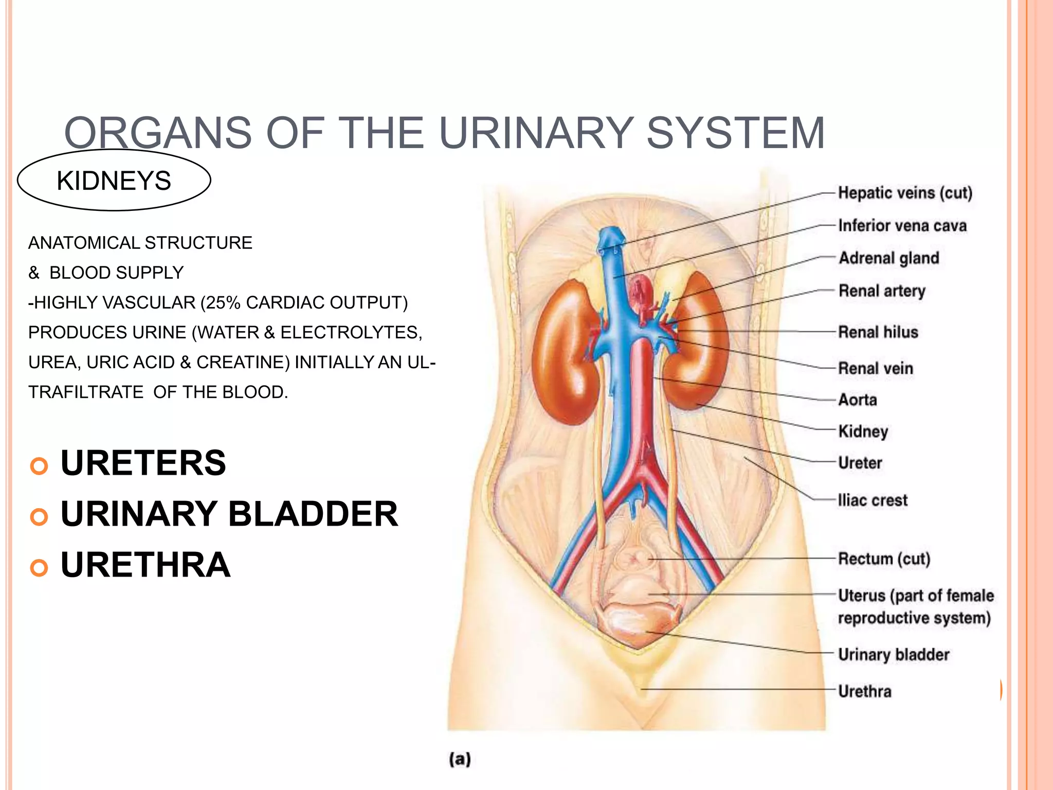 Urinary System | PPTX