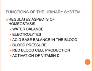 Urinary System | PPTX