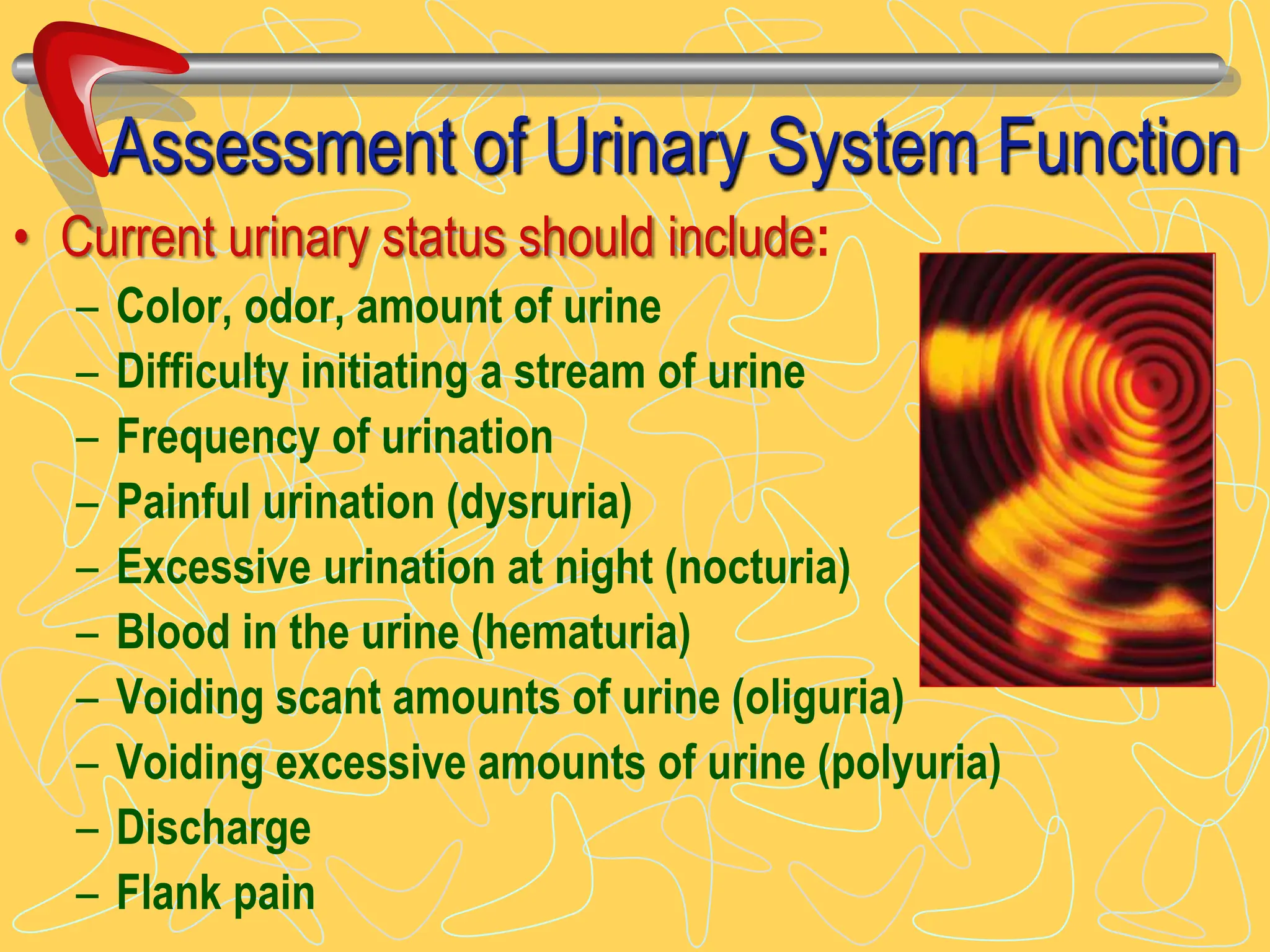 URINARY SYSTEM -1.ppt