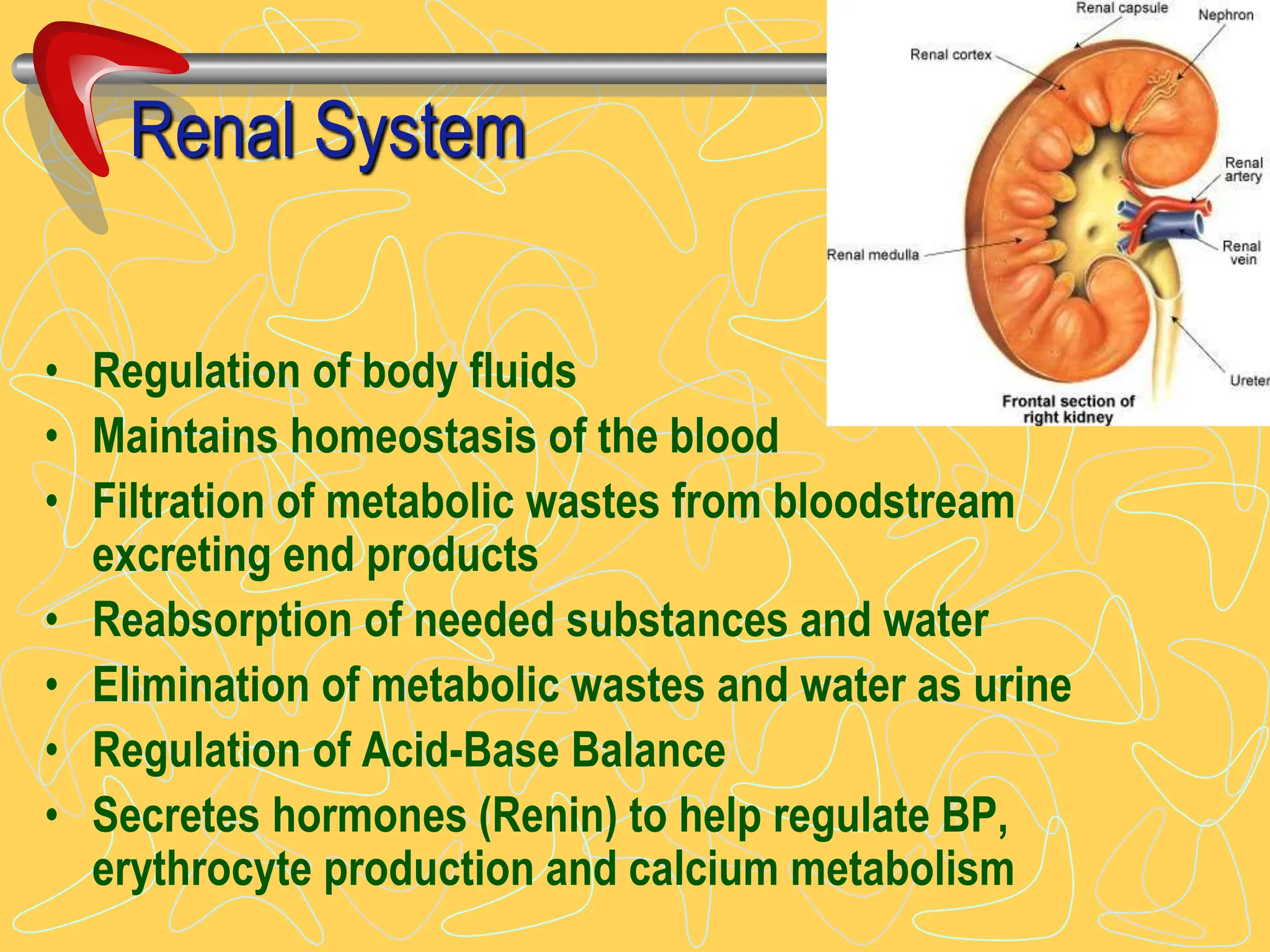 URINARY SYSTEM -1.ppt