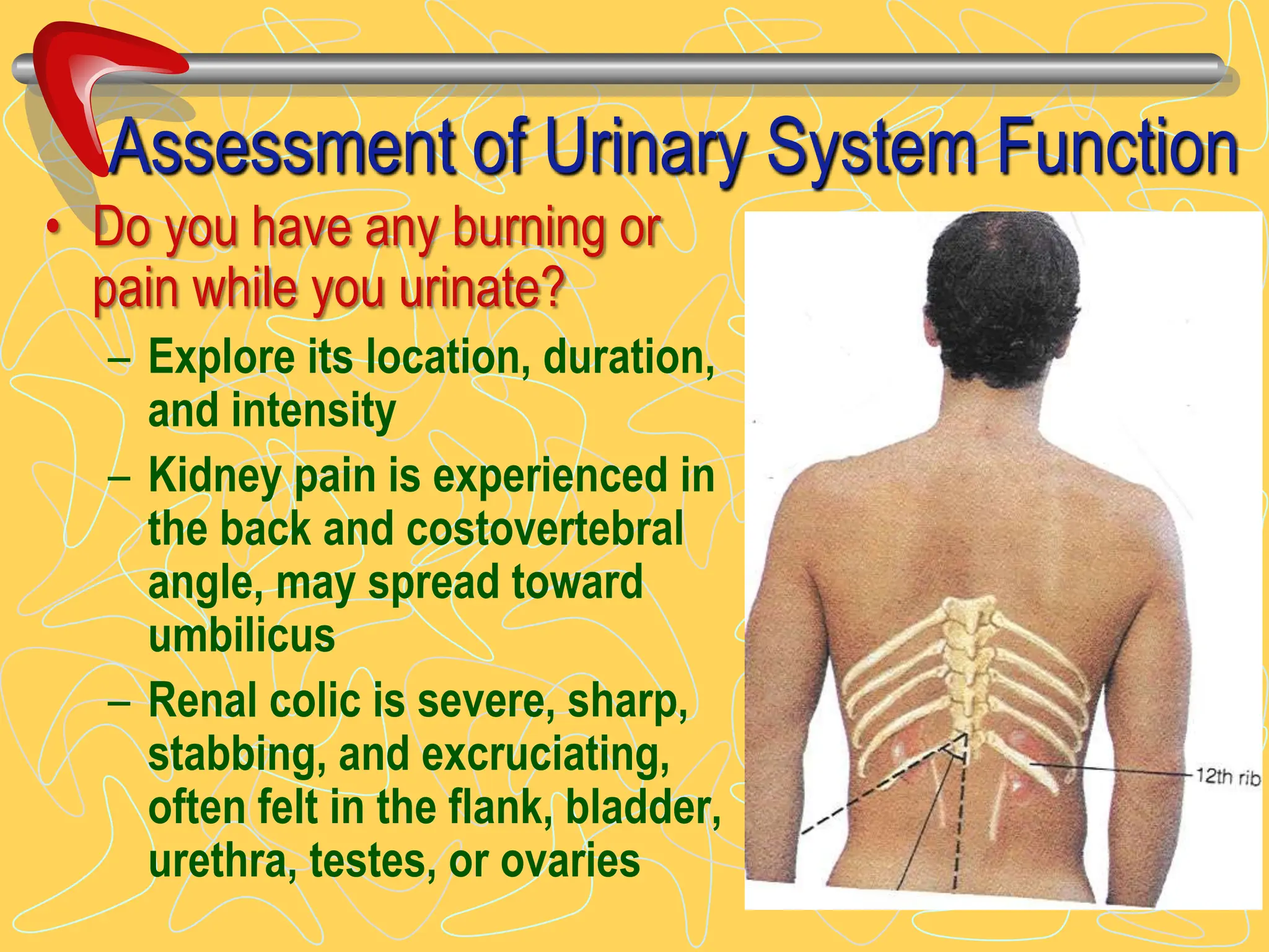 URINARY SYSTEM -1.ppt