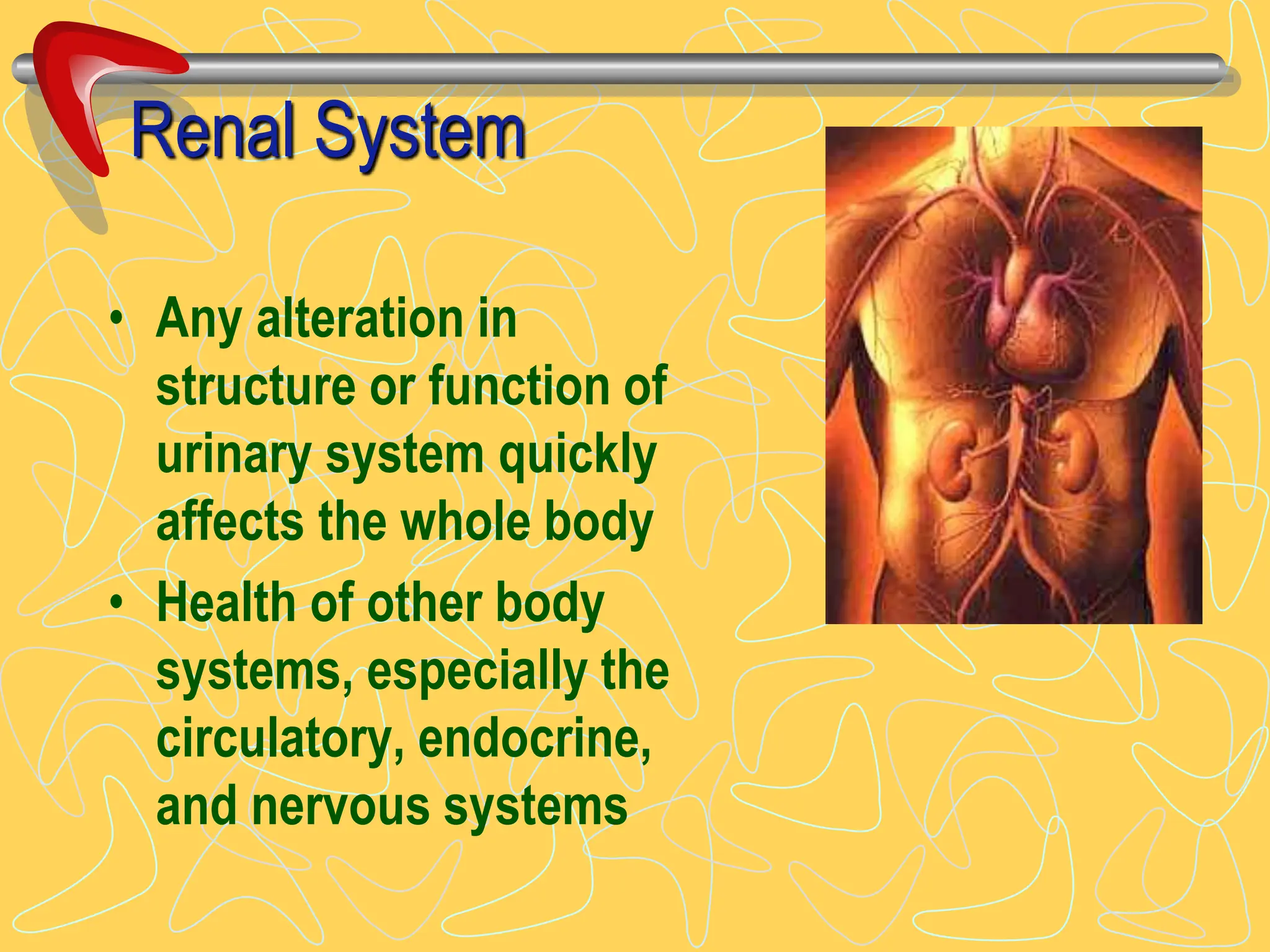 URINARY SYSTEM -1.ppt