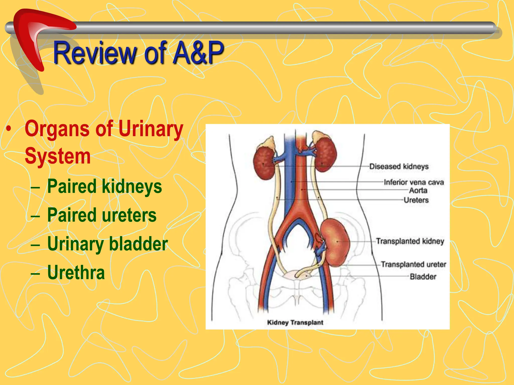 URINARY SYSTEM -1.ppt