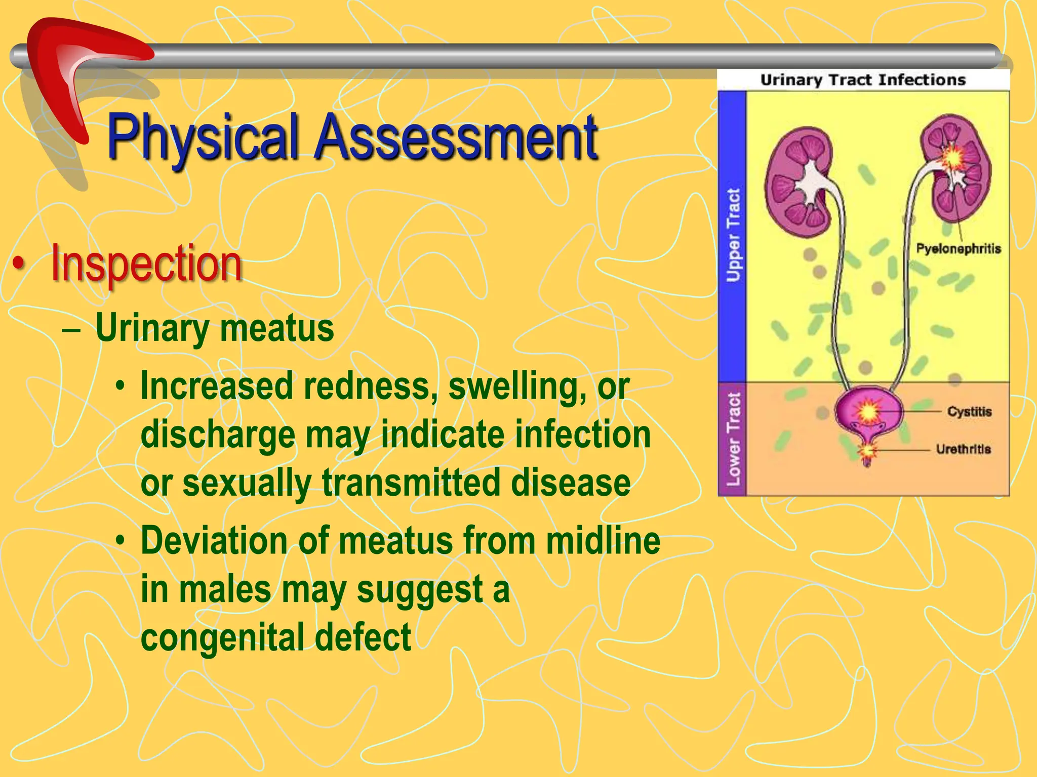 URINARY SYSTEM -1.ppt