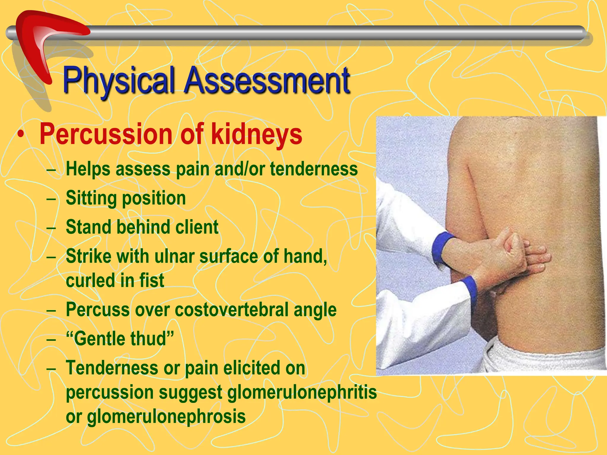 URINARY SYSTEM -1.ppt
