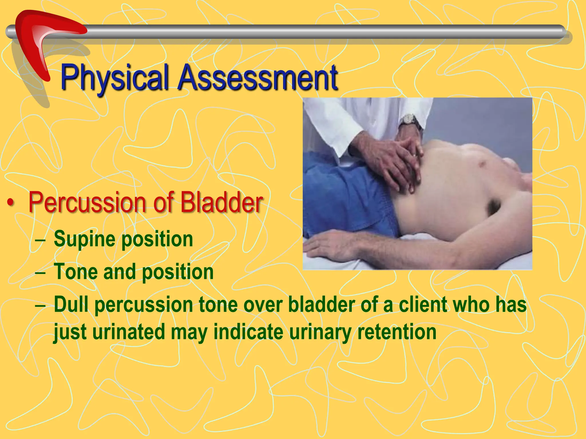 URINARY SYSTEM -1.ppt