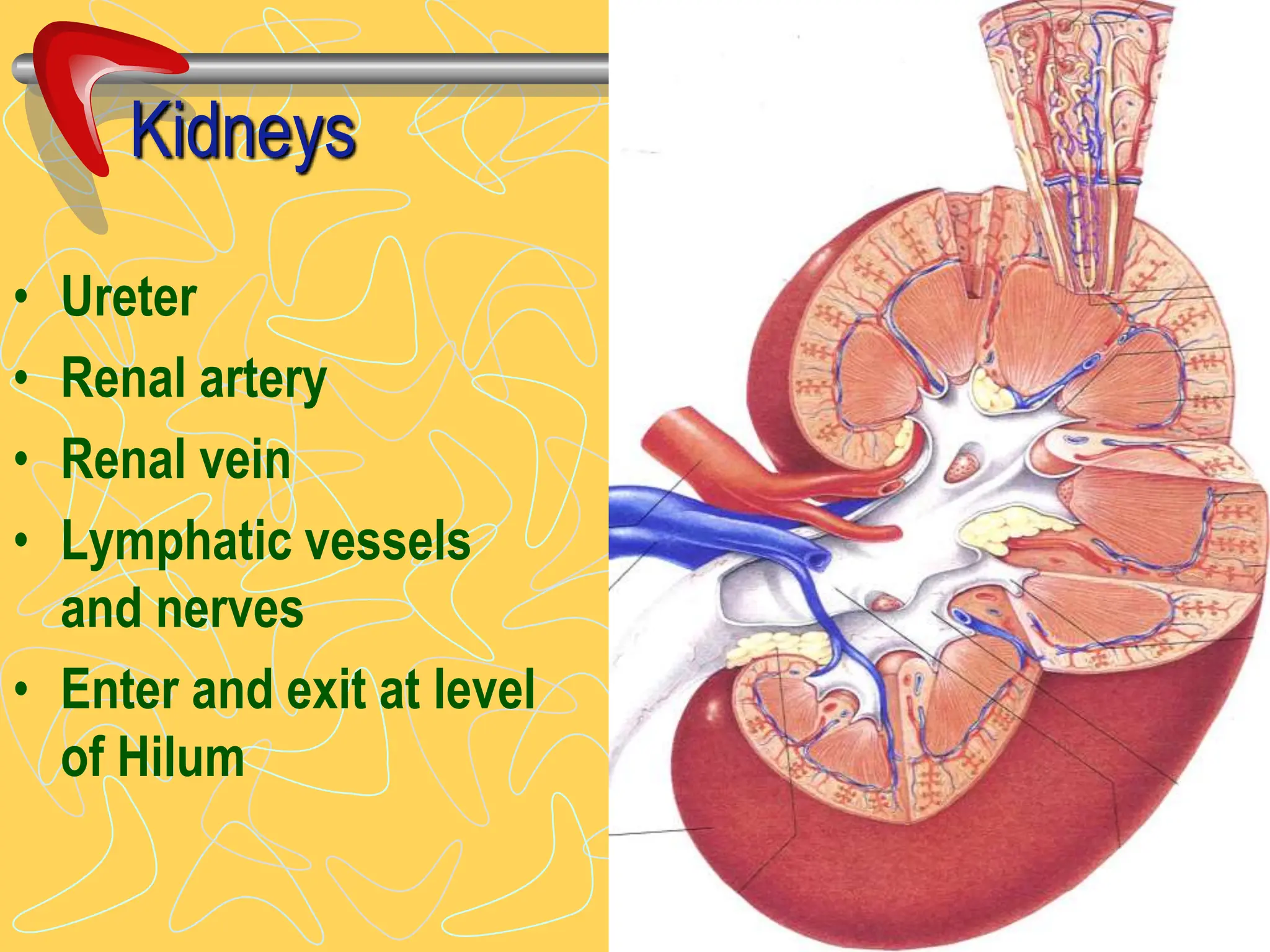 URINARY SYSTEM -1.ppt