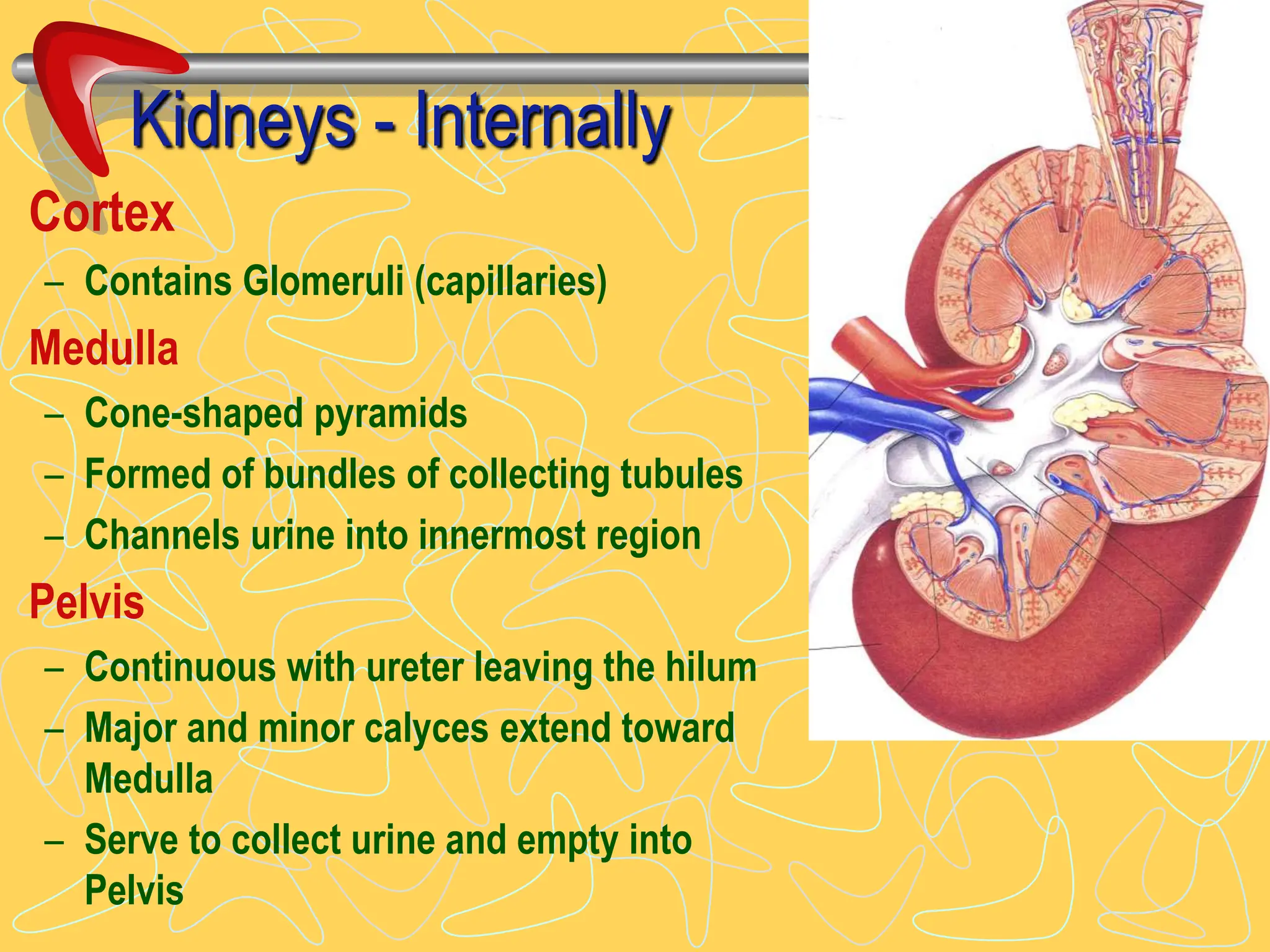URINARY SYSTEM -1.ppt