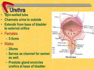 URINARY SYSTEM -1.ppt