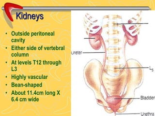 URINARY SYSTEM -1.ppt