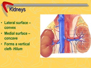 URINARY SYSTEM -1.ppt