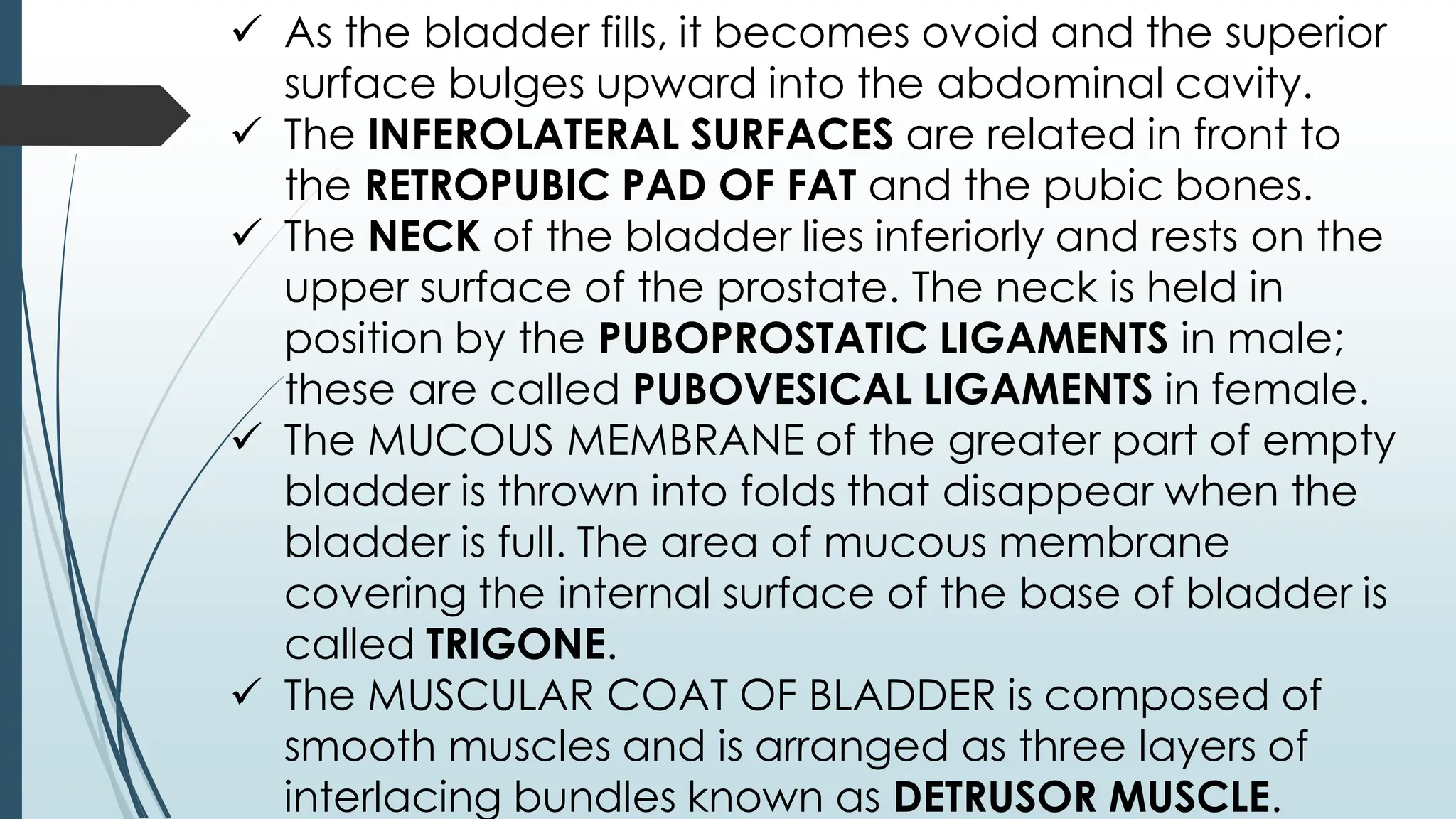URINARY SYSTEM & Details about urine & it's components | PPT