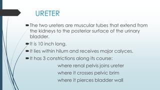 URINARY SYSTEM & Details about urine & it's components | PPT