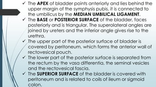 URINARY SYSTEM & Details about urine & it's components | PPT