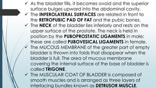 URINARY SYSTEM & Details about urine & it's components | PPT
