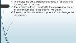 URINARY SYSTEM & Details about urine & it's components | PPT