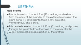 URINARY SYSTEM & Details about urine & it's components | PPT
