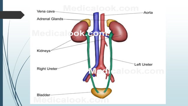 URINARY SYSTEM & Details about urine & it's components | PPT