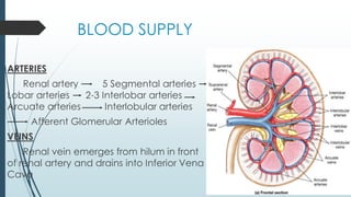 URINARY SYSTEM & Details about urine & it's components | PPT