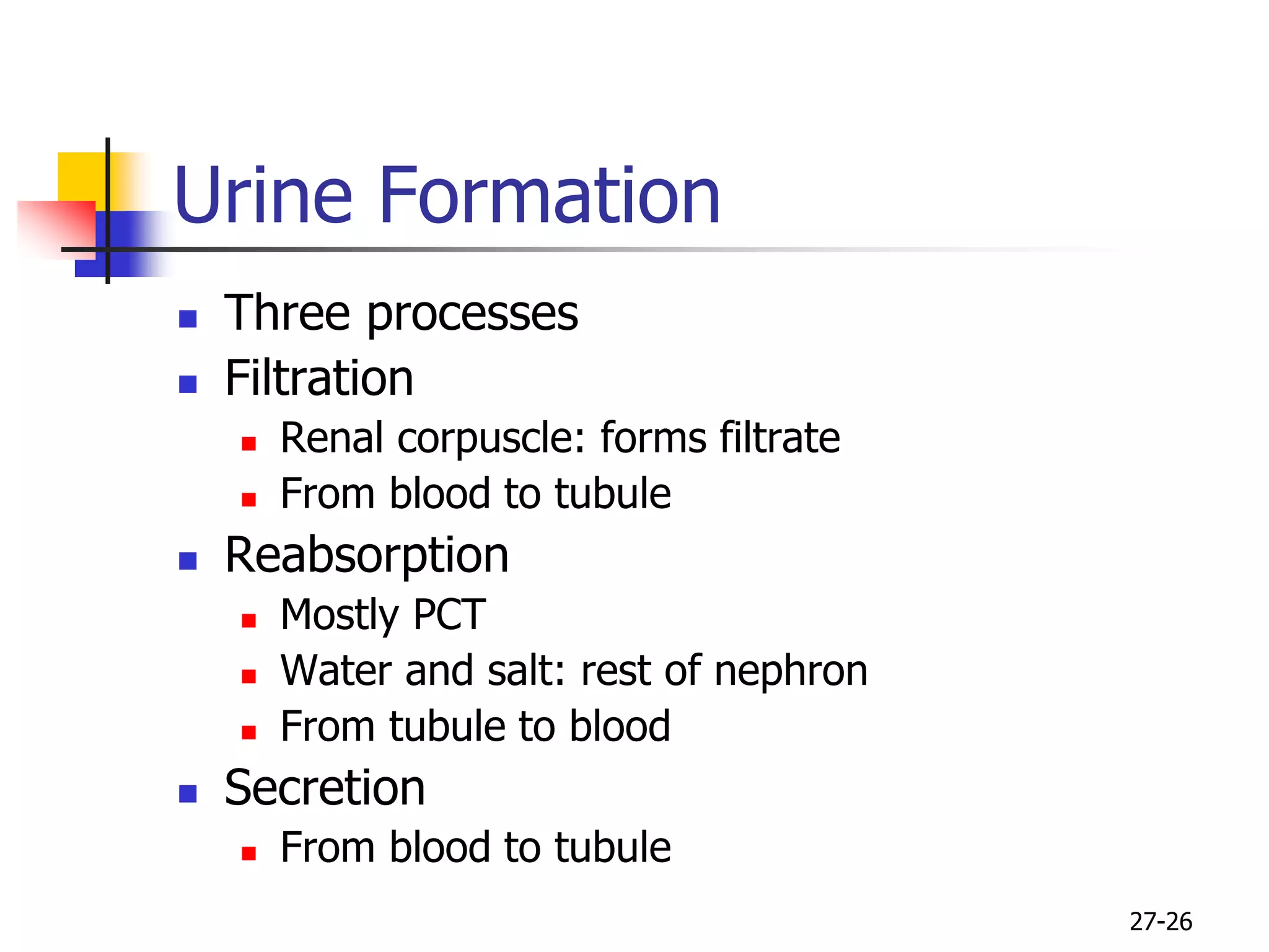 Urinary System-1 - Copy.ppt | Free Download