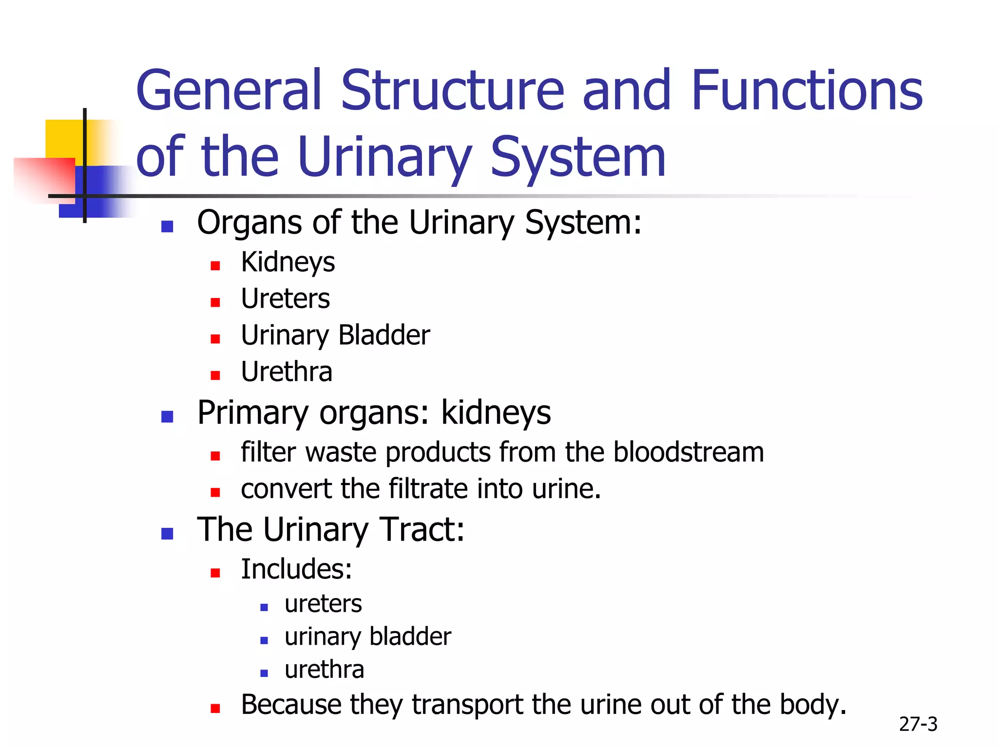 Urinary System-1 - Copy.ppt
