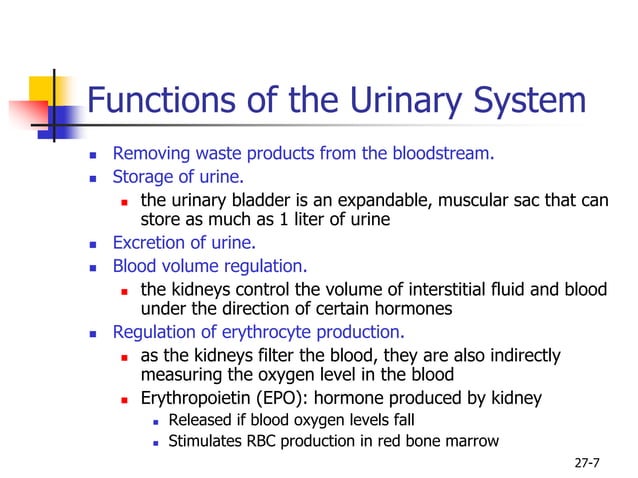 Urinary System-1 - Copy.ppt
