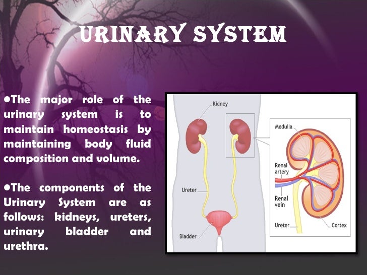 Urinary System