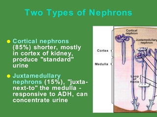 Urinary System | PPT