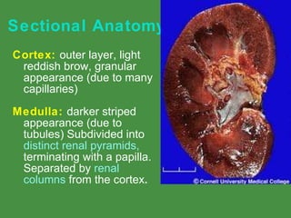 Urinary System | PPT