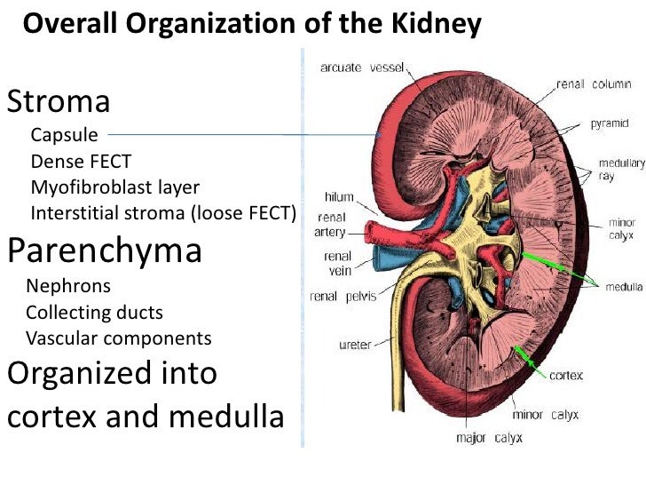 Urinary system