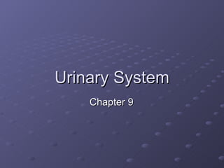 Urinary system | PPT