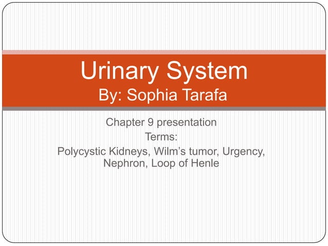 Urinary System | PPT