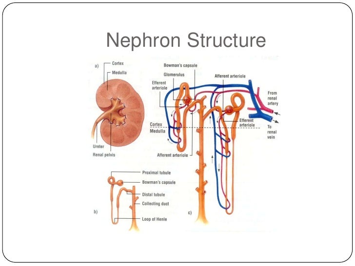 Urinary System