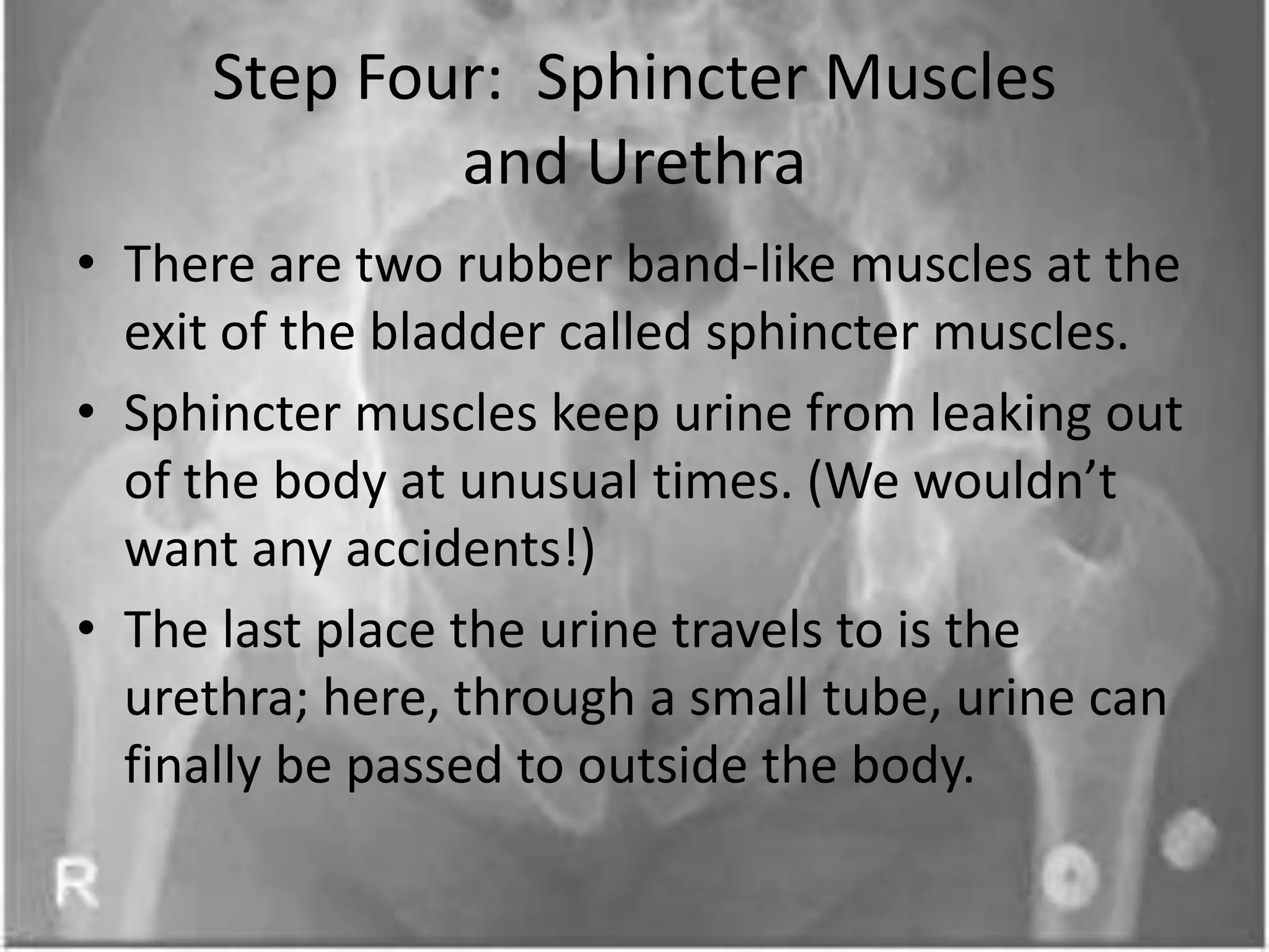 Urinary system | PPTX