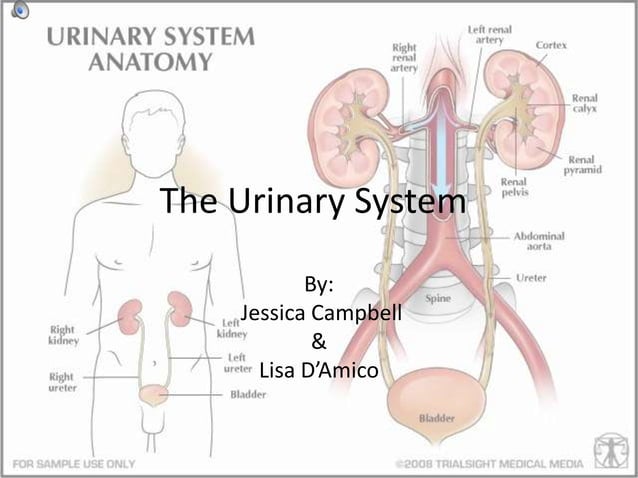 Urinary system | PPT